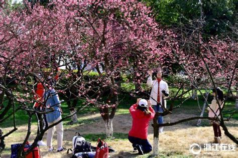 杭州超山賞梅正當時 每日頭條