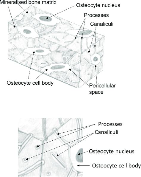 Osteocyte In Bone