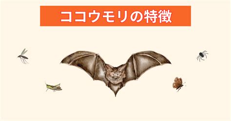 絶滅の危機にあるヒナコウモリとは？｜特徴、生態などを詳しく解説