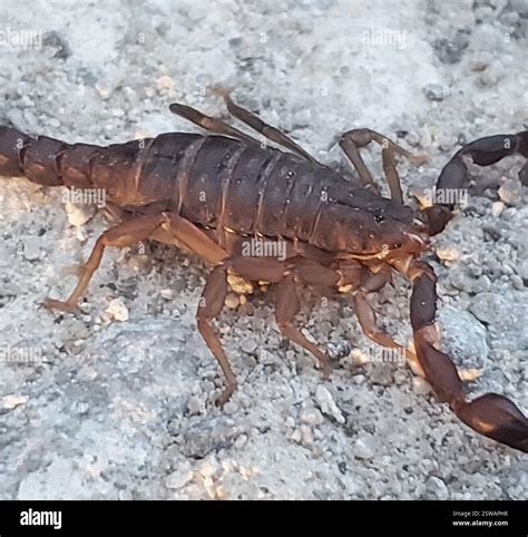 Southern Devil Scorpion Vaejovis Carolinianus Arachnida Mccreary