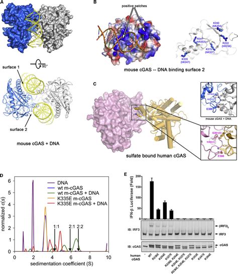 Cgas Forms A Functional 2 2 Complex With Dna A Crystal Structure Of Download Scientific