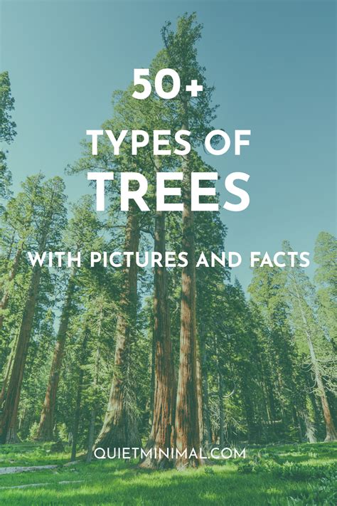 Diffe Kinds Of Trees With Pictures And Names Infoupdate Org