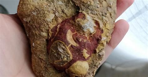 Fossil Album On Imgur