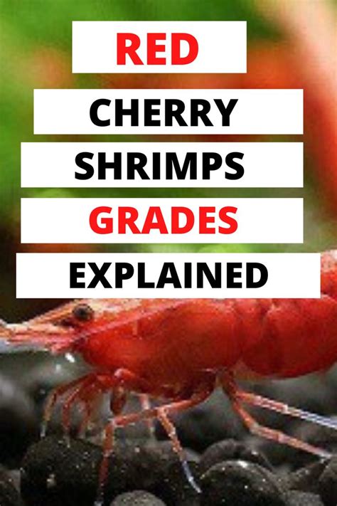 Red Cherry Shrimp Grades Explained