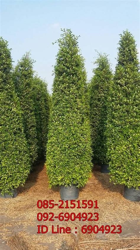 ไทรเกาหลี3เมตร โดยกิตติกรพันธุ์ไม้ อ องครักษ์ จ นครนายก รหัสสินค้า 285447