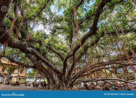 Lahaina Maui Hawaii November 8 2017 The Historic Banyan Tree In