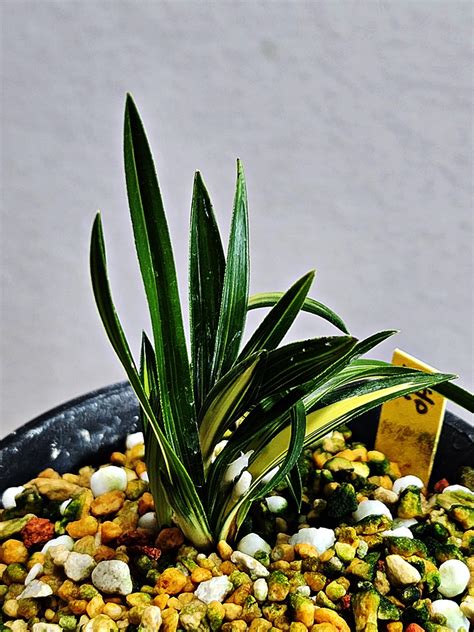 난개척자 남해 한국춘란 난초 춘란 蘭 산채품 종자목 명명품 화예품 엽예품