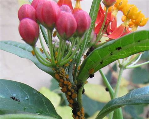 Oleander Aphids Sunnyvale Garden