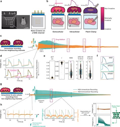 智能细胞内电生理学：使用在纳米电极阵列记录上训练的物理学深度学习模型重建细胞内动作电位 Nature Communications X Mol