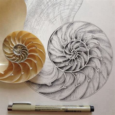 Observational Drawing Natural Form Art Observational Drawing Geometry Art