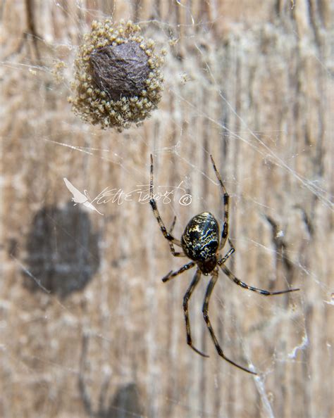 Female Parasteatoda Tepidariorum Common House Spider In Natchez