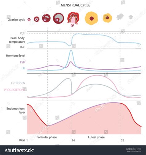 Monthly Cycle Temperature Chart