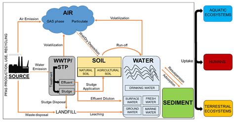 PFAS And Forever Chemicals Uses Human Exposure And Effects On Human Health