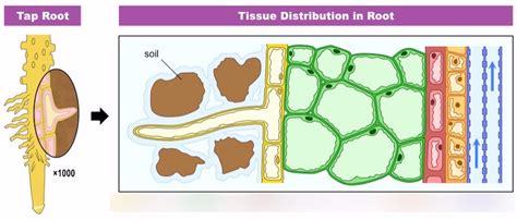 Diagram Of Tissues In The Root Quizlet