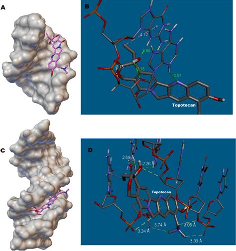 A Topotecan Dna Major Groove Interaction B Geometrical