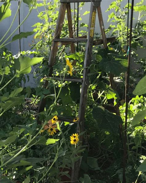 26 Easy And Cool Diy Bean Trellis Ideas Balcony Garden Web