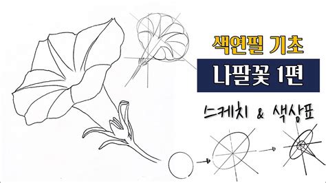 색연필기초 나팔꽃 1편 스케치 색상표 색연필 보태니컬아트 기초 그림 입문자를 위한 스케치 colored