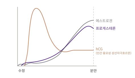 13화 여성호르몬을 조절할 때 경구피임약