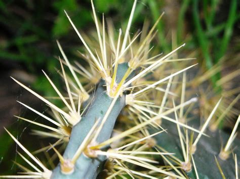 Thorn In Grass At Renato Shryock Blog
