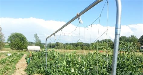 The Urbane Farmer Trellising Tomatoes String Trellis Part