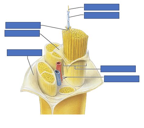 Labeling The Structure Of A Nerve Diagram Quizlet