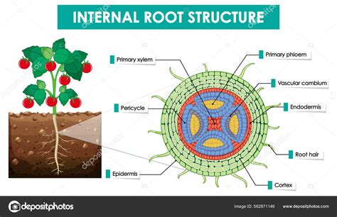 Diagram Showing Internal Root Structure Illustration Stock Vector Image