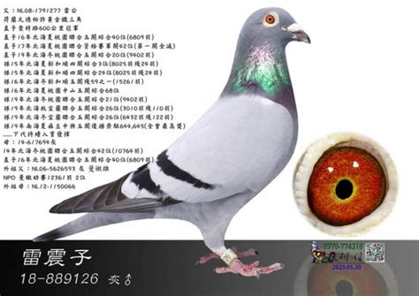 雷震子 雷公直子 Plo銘鴿攝影