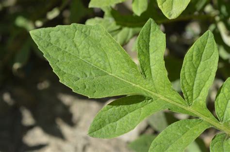 Pink Bachelors Button Stock Image Image Of Centaurea 323087735
