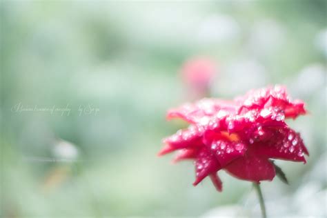 雨上がりの薔薇 ﾟred Precious treasure of everyday