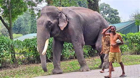 Bijuli Prasad Worlds Oldest Asiatic Elephant Passes Away At 90
