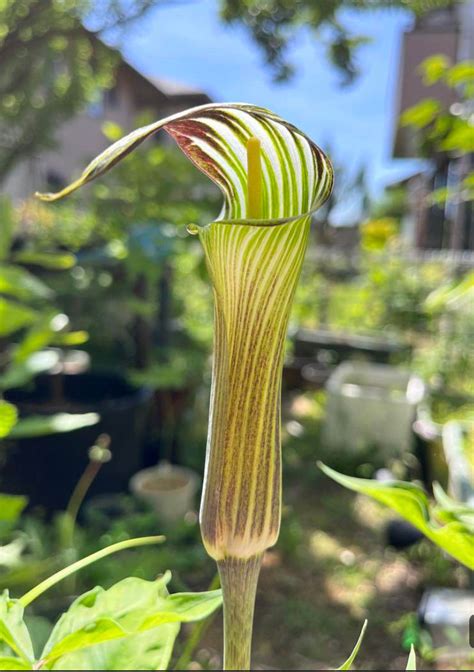 Plants Axisウェブショップ 528