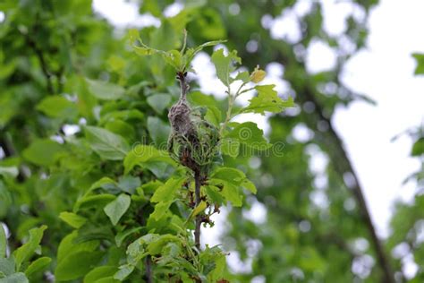 Brown Tail Moth Euproctis Chrysorrhoea Caterpillar On The Eaten Leaf Of