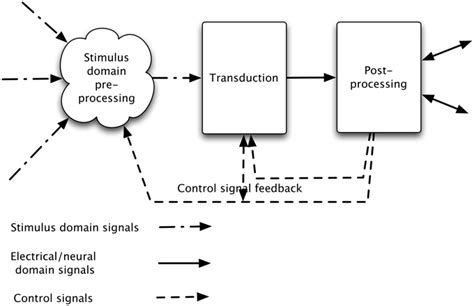 stages in a sensory processing system the incoming signal is processed