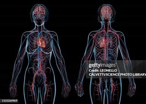 Circulatory System Diagram Photos And Premium High Res Pictures Getty