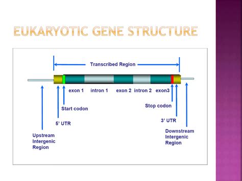 Eukaryotic Gene Structure Pptx
