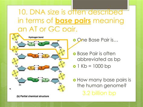 Ppt Understanding Dna Structure And Replication Key Insights And