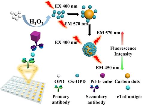 Ratiometric Fluorescent Immunoassay For The Cardiac Troponin I Using Carbon Dots And Palladium