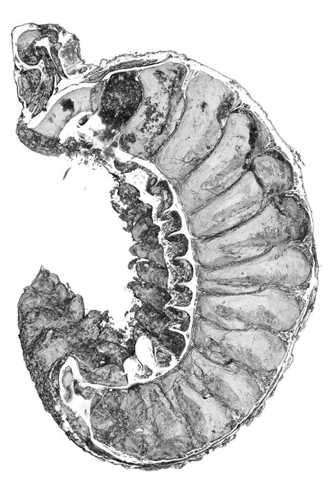 Fossil Of A 500 Million Year Old Larva With A Preserved Brain Found In