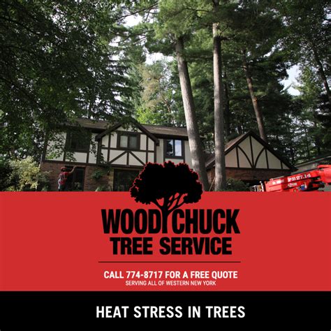 How To Prevent Heat Stress In Trees Woodchuck Tree Service