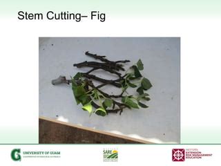 Plant Propagation Cuttings Pptx