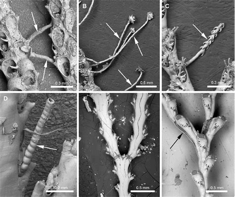 Cryptococcus Curvatus Semantic Scholar