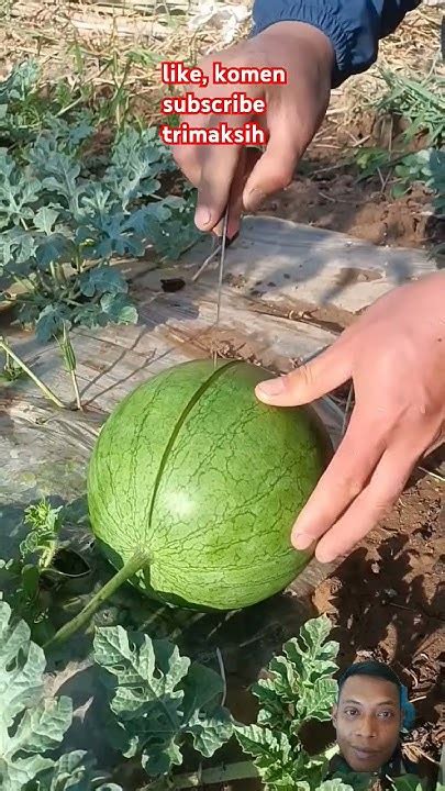 Buah Buahbuahan Semangka Watermelon Fruit Farming Pertanian Agriculture Berkebun Real