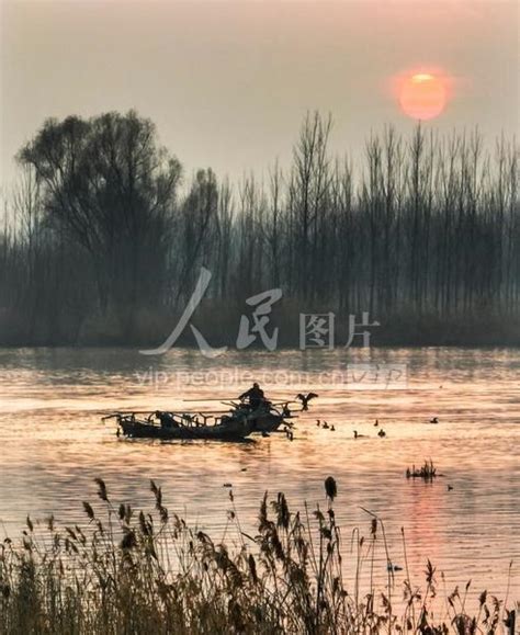 山东微山微山湖上鱼鹰冬捕 人民图片网