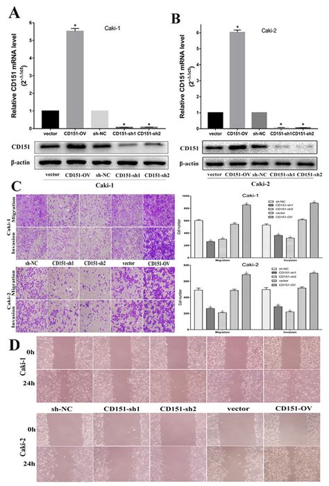 Cd151 Inhibits Cell Migration And Invasion In The Caki 1 And Caki 2