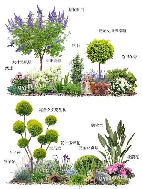 花镜植物搭配 小红书搜索