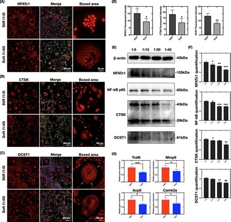 Substrate Stiffness Regulates The Expression Profile Of Download Scientific Diagram