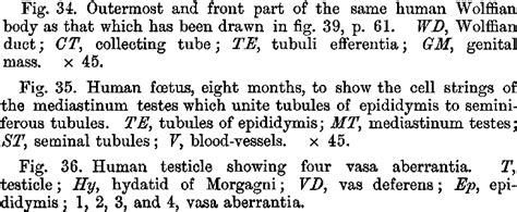 Figure 36 From Development And Transition Of The Testis Normal And Abnormal Semantic Scholar