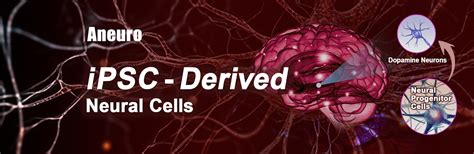 Ipsc Derived Neural Cells Acrobiosystems