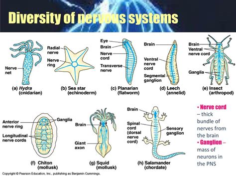 Ppt The Nervous System Coordination Integration Control Powerpoint Presentation Id587082