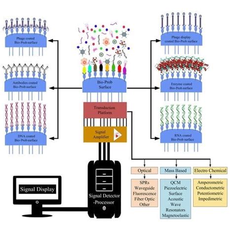 Bacteriophage Based Biosensors Trends Outcomes And Challenges